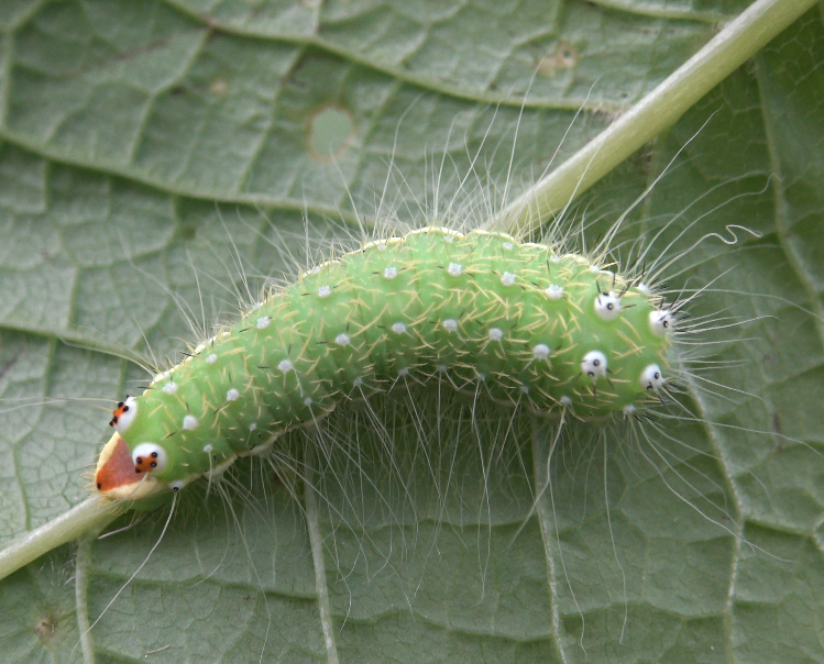 Rinaca (Caligula) lindia — Himalayan Emperor Moth | Welcome, visitor!