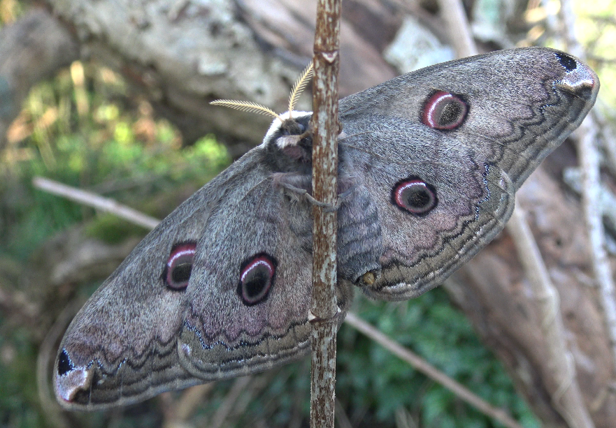 Rinaca (Caligula) lindia — Himalayan Emperor Moth | Welcome, visitor!
