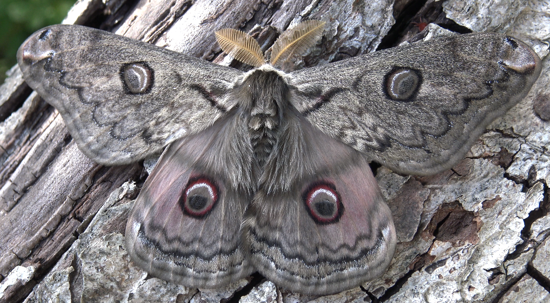 Rinaca (Caligula) lindia — Himalayan Emperor Moth | Welcome, visitor!