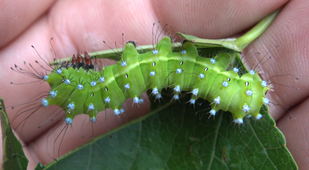 Saturnia pyri — “Giant peacock moth” | Welcome, visitor!