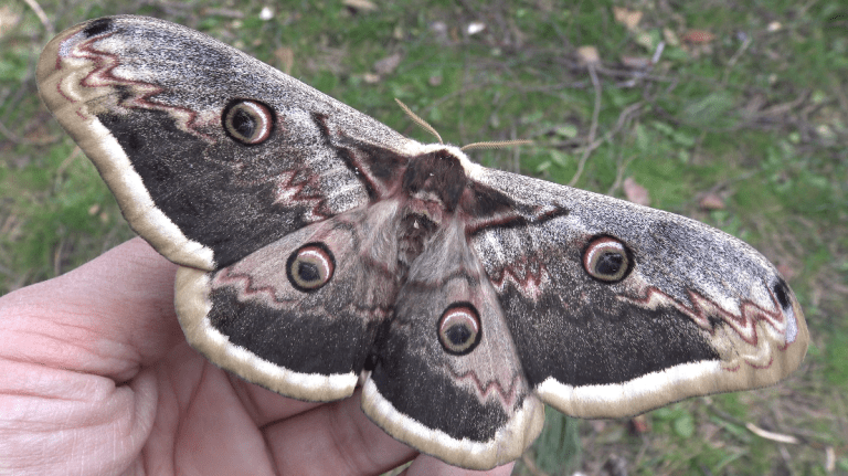 Saturnia pyri — “Giant peacock moth” | Welcome, visitor!