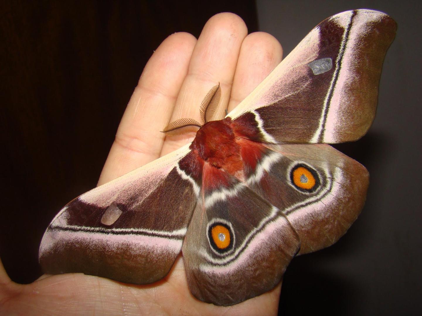 Bunaea alcinoe — “Cabbage tree emperor moth” | Welcome, visitor!