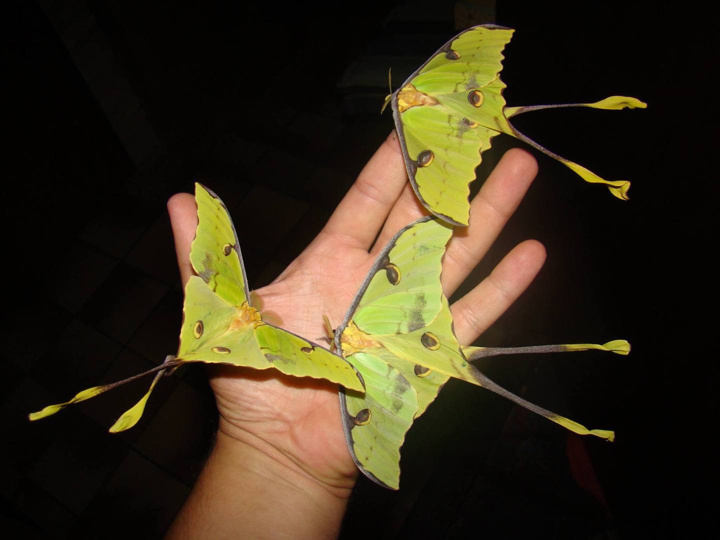 Argema mimosae — “African Moon Moth” | Welcome, visitor!