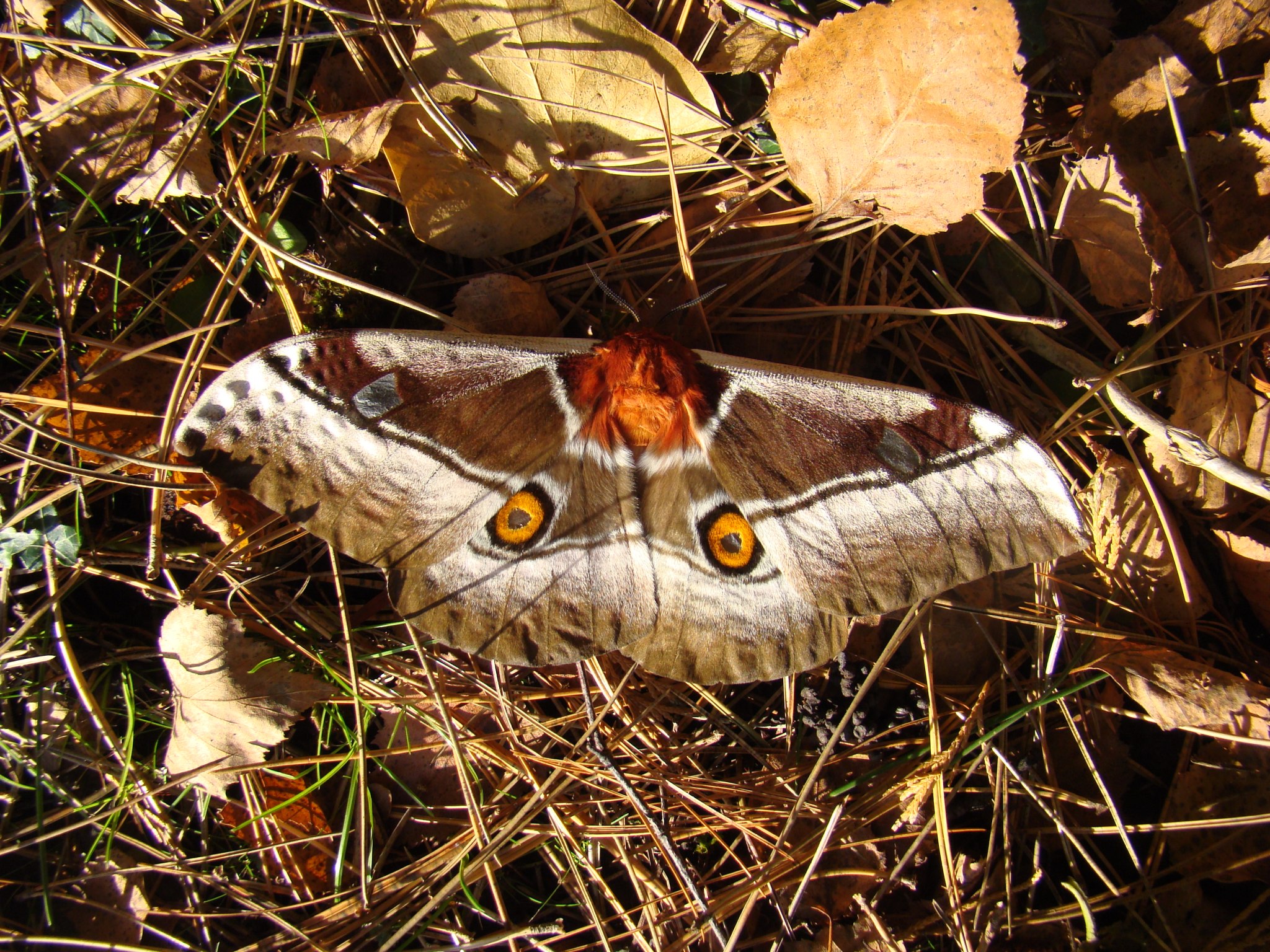 Bunaea alcinoe — “Cabbage tree emperor moth” | Welcome, visitor!