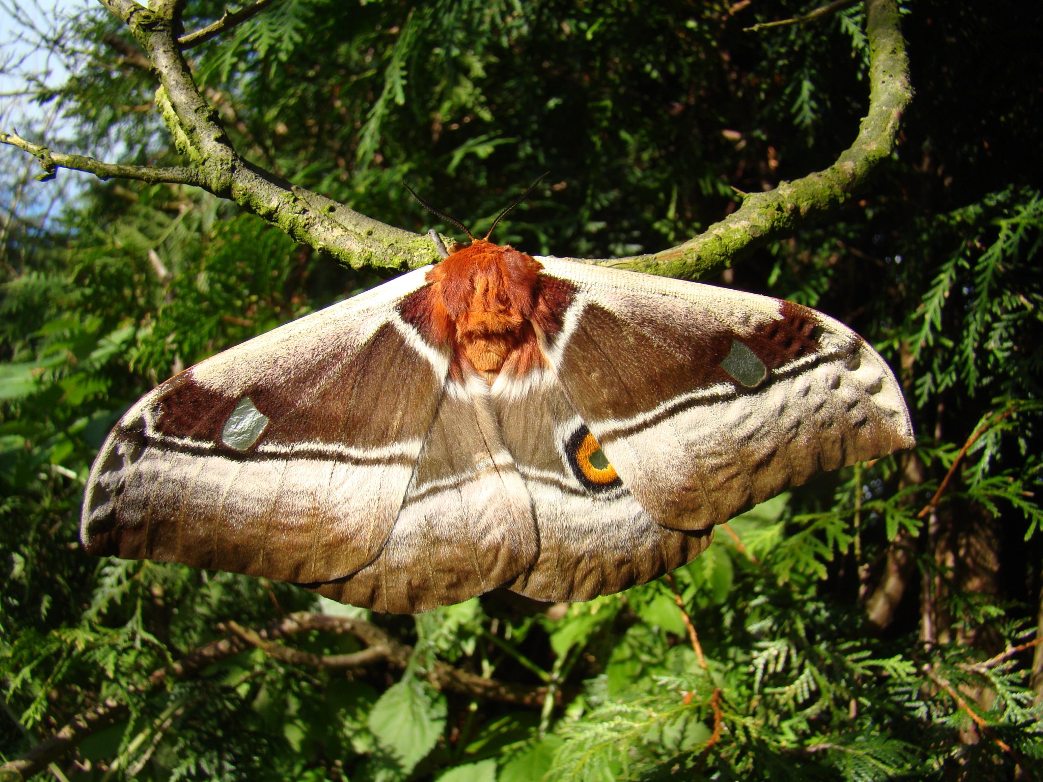 Bunaea alcinoe — “Cabbage tree emperor moth” | Welcome, visitor!