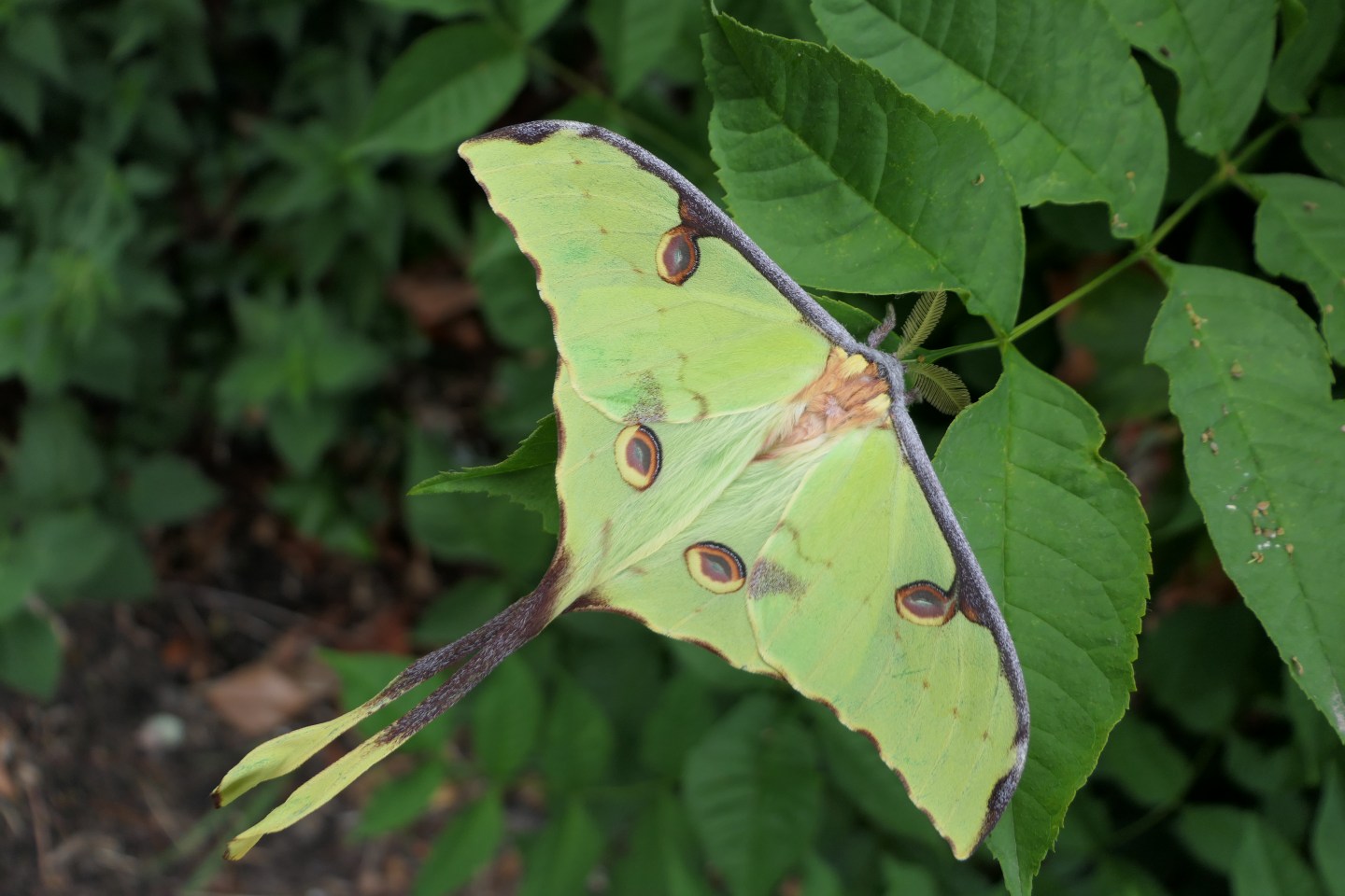 Argema mimosae — “African Moon Moth” | Welcome, visitor!