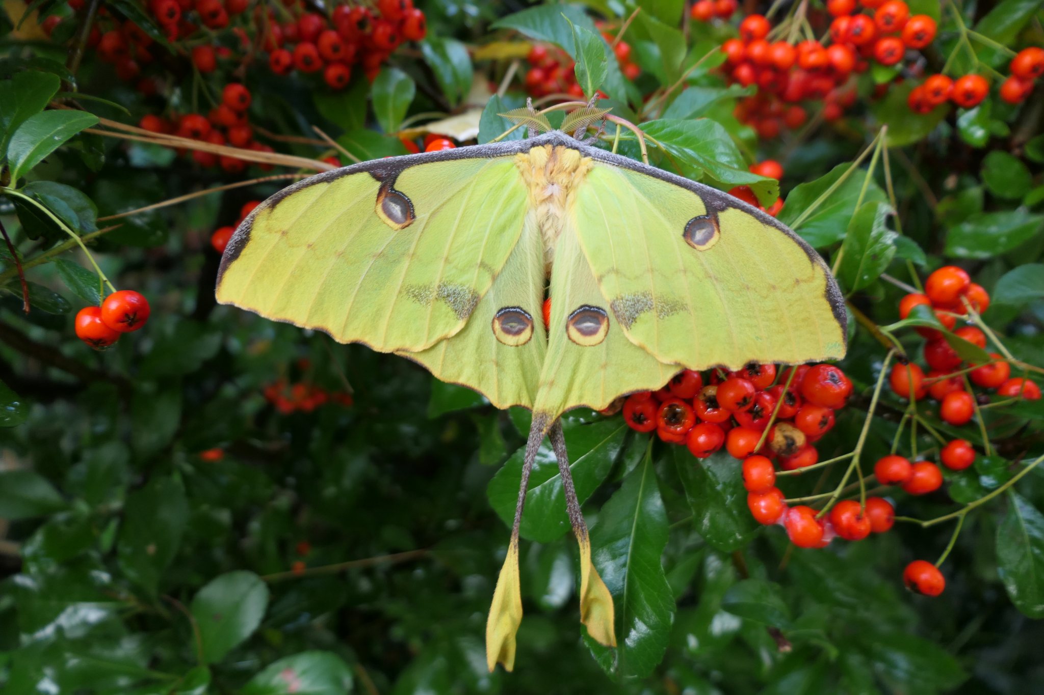 Argema mimosae — “African Moon Moth” | Welcome, visitor!
