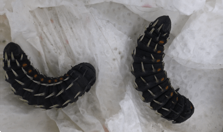 Bunaea alcinoe — “Cabbage tree emperor moth” | Welcome, visitor!