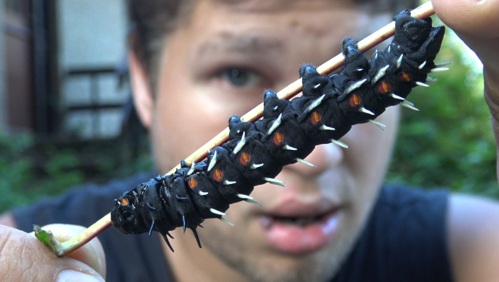 Bunaea alcinoe — “Cabbage tree emperor moth” | Welcome, visitor!