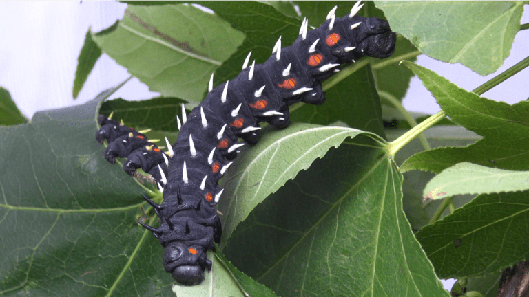 Bunaea alcinoe — “Cabbage tree emperor moth” | Welcome, visitor!