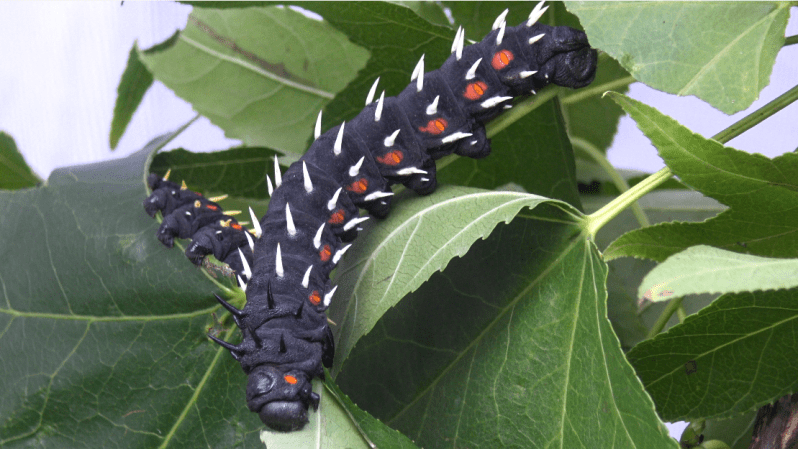 Bunaea alcinoe — “Cabbage tree emperor moth” | Welcome, visitor!