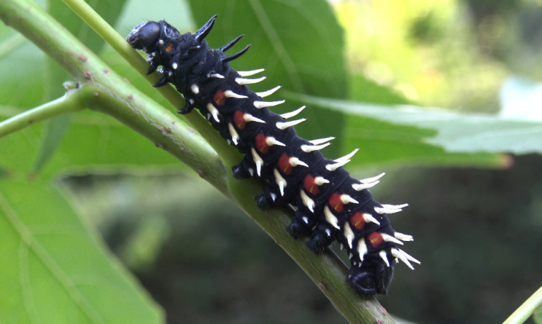 Bunaea alcinoe — “Cabbage tree emperor moth” | Welcome, visitor!