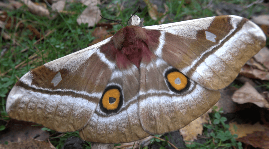 Bunaea alcinoe — “Cabbage tree emperor moth” | Welcome, visitor!