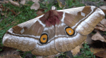 Bunaea alcinoe — “Cabbage tree emperor moth” | Welcome, visitor!