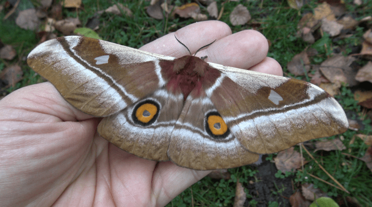 Bunaea alcinoe — “Cabbage tree emperor moth” | Welcome, visitor!