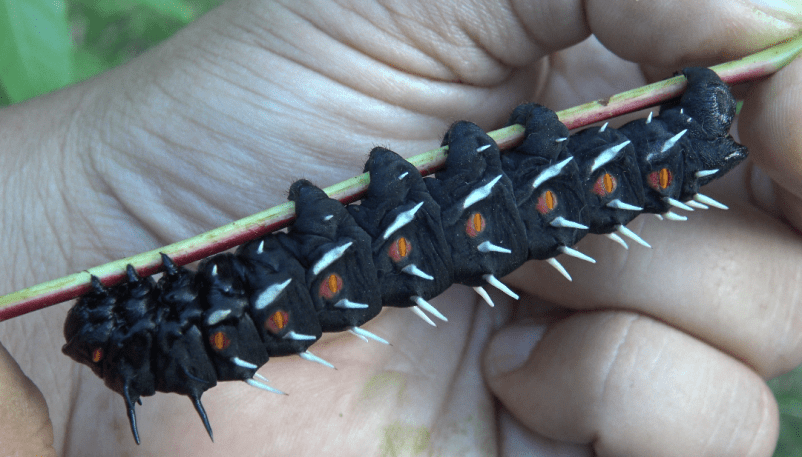 Bunaea alcinoe — “Cabbage tree emperor moth” | Welcome, visitor!