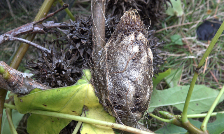 Argema mimosae — “African Moon Moth” | Welcome, visitor!