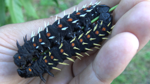 Bunaea alcinoe — “Cabbage tree emperor moth” | Welcome, visitor!