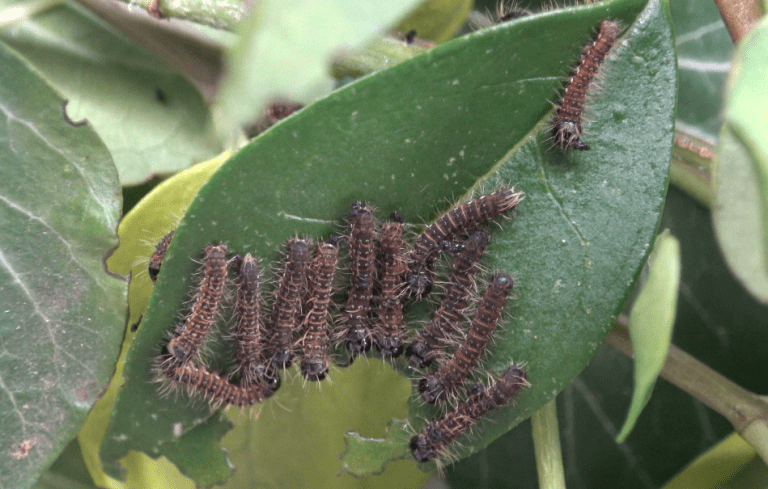 Bunaea alcinoe — “Cabbage tree emperor moth” | Welcome, visitor!