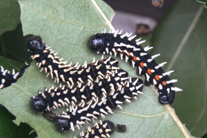 Bunaea alcinoe — “Cabbage tree emperor moth” | Welcome, visitor!