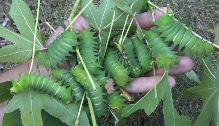 Argema mimosae — “African Moon Moth” | Welcome, visitor!