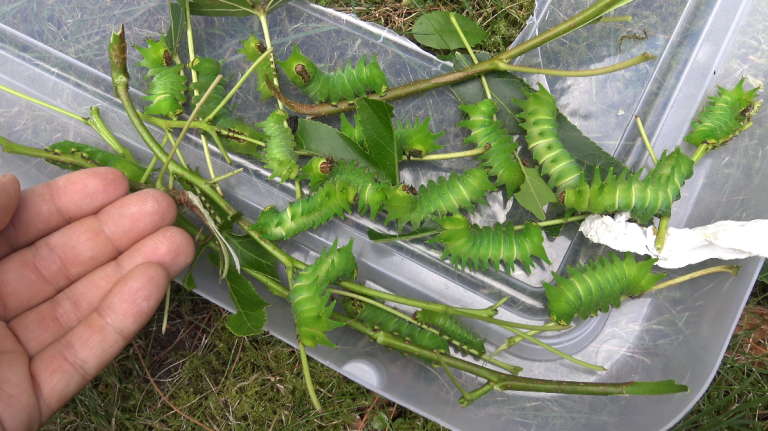 Argema mimosae — “African Moon Moth” | Welcome, visitor!