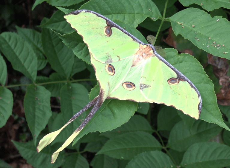 Argema mimosae — “African Moon Moth” | Welcome, visitor!