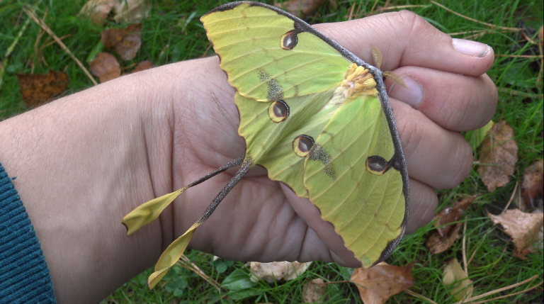 Argema mimosae — “African Moon Moth” | Welcome, visitor!