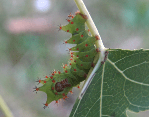 Argema mimosae — “African Moon Moth” | Welcome, visitor!