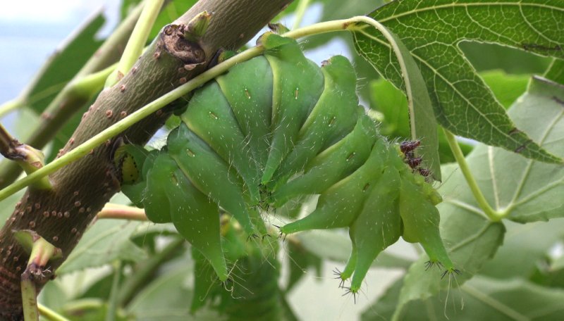 Argema mimosae — “African Moon Moth” | Welcome, visitor!