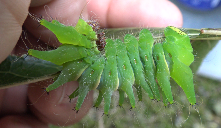 Argema mimosae — “African Moon Moth” | Welcome, visitor!