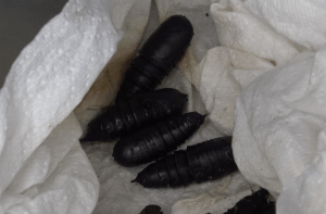 Bunaea alcinoe — “Cabbage tree emperor moth” | Welcome, visitor!