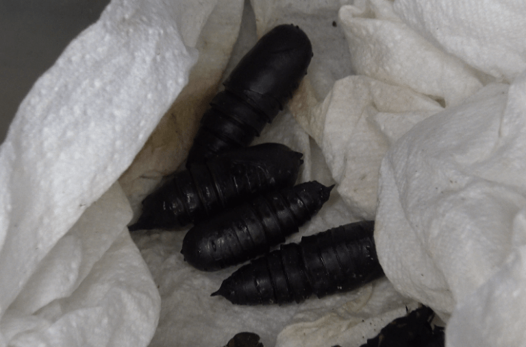 Bunaea alcinoe — “Cabbage tree emperor moth” | Welcome, visitor!