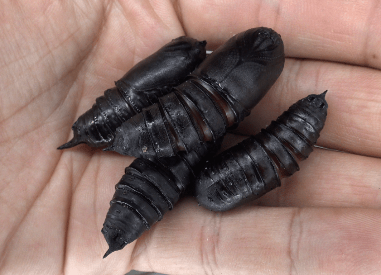 Bunaea alcinoe — “Cabbage tree emperor moth” | Welcome, visitor!