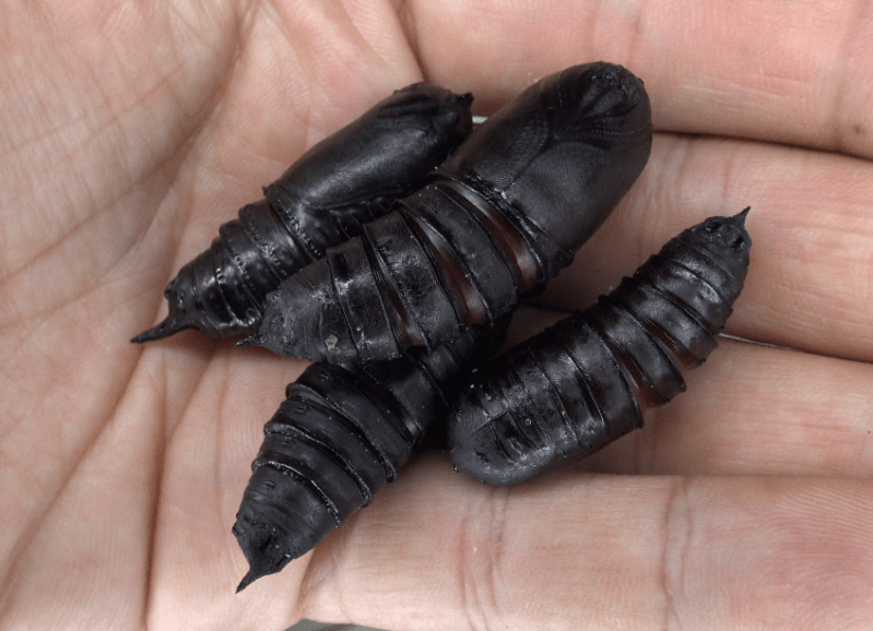 Bunaea alcinoe — “Cabbage tree emperor moth” | Welcome, visitor!