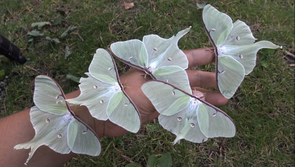 Actias luna — “Luna Moth” | Welcome, visitor!