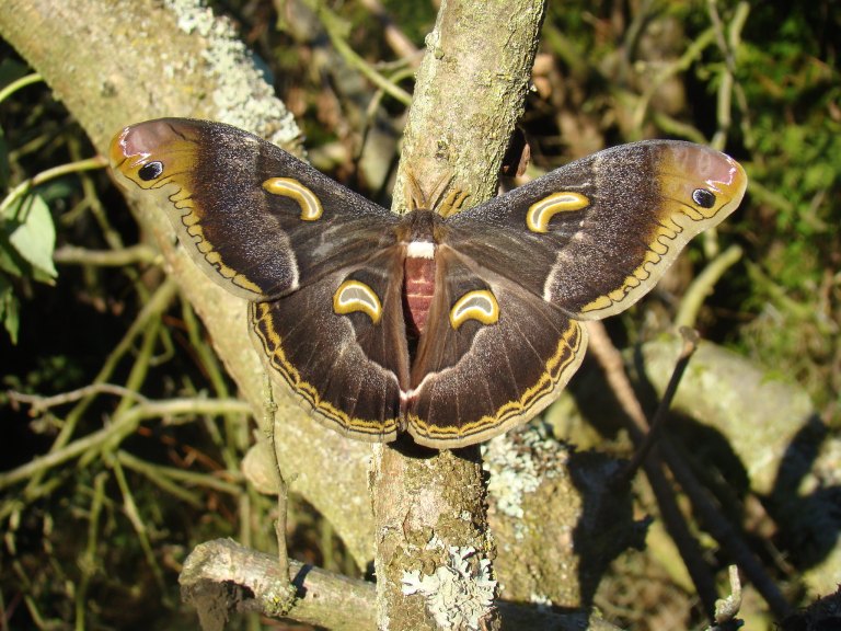Epiphora vacuna [intermedia] — “Dark Lunar Emperor Moth” | Welcome ...
