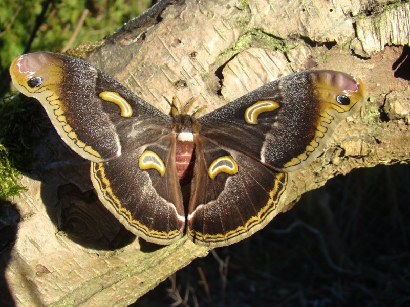 Epiphora vacuna [intermedia] — “Dark Lunar Emperor Moth” | Welcome ...