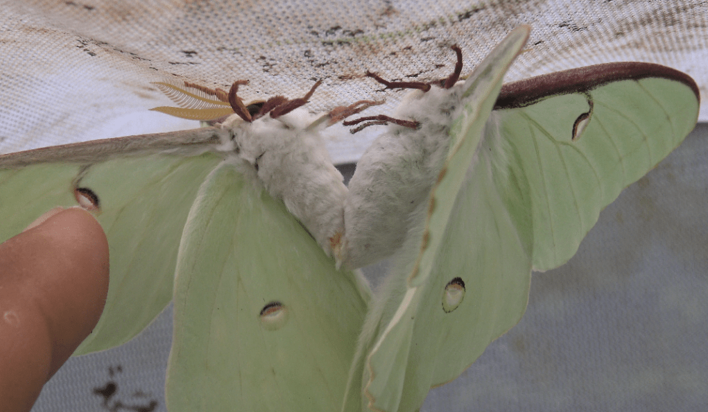 Actias luna — “Luna Moth” | Welcome, visitor!