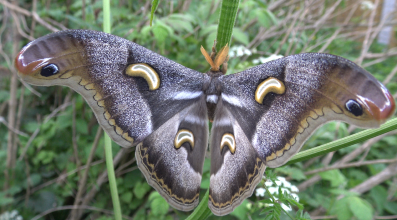 Epiphora vacuna [intermedia] — “Dark Lunar Emperor Moth” | Welcome ...