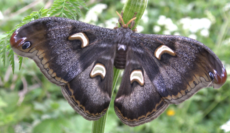 Epiphora vacuna [intermedia] — “Dark Lunar Emperor Moth” | Welcome ...