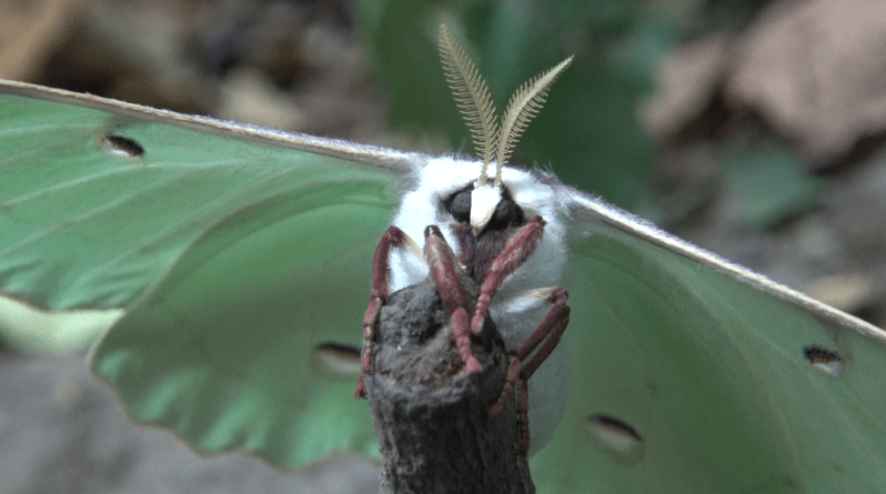 Actias luna — “Luna Moth” | Welcome, visitor!