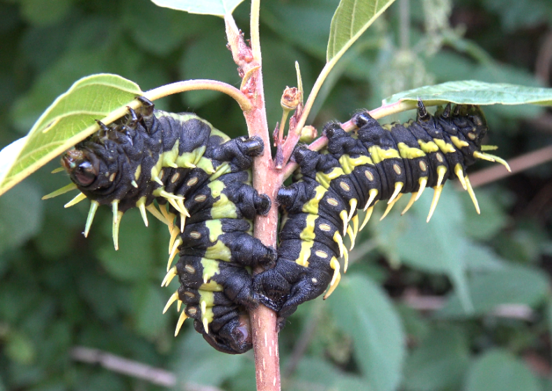 Epiphora vacuna [intermedia] — “Dark Lunar Emperor Moth” | Welcome ...