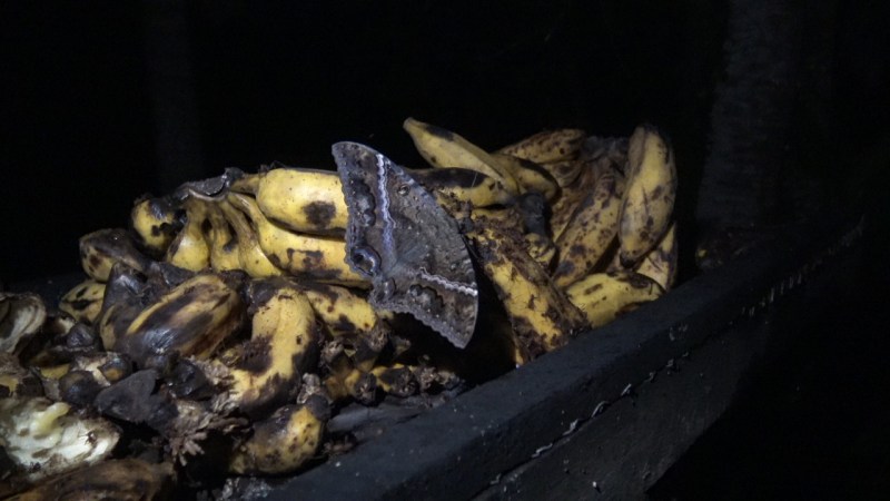 Ascalapha odorata — “Black witch moth” — “Mariposa bruxa” | Welcome ...