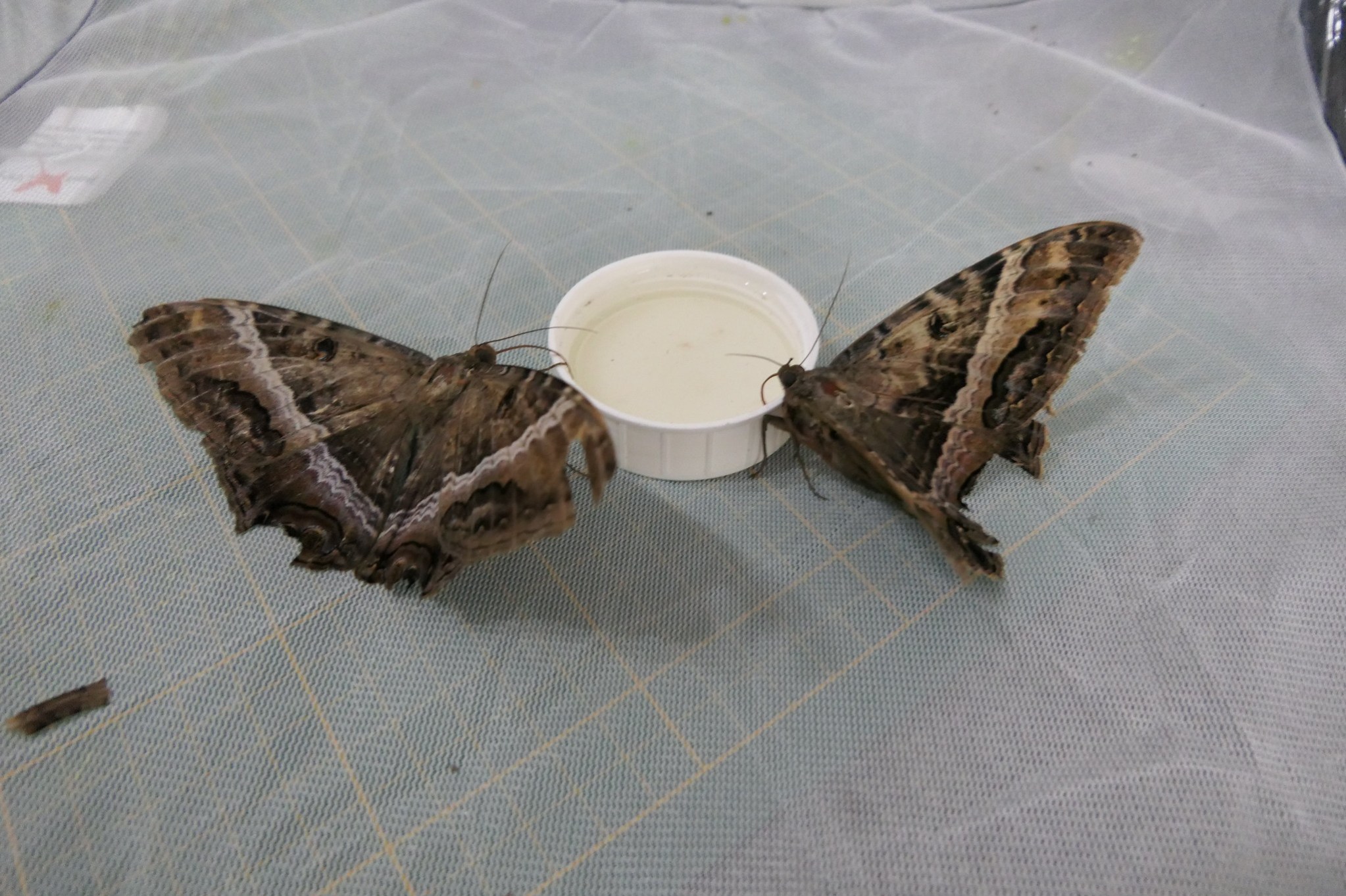 Ascalapha odorata — “Black witch moth” — “Mariposa bruxa” | Welcome, visitor!