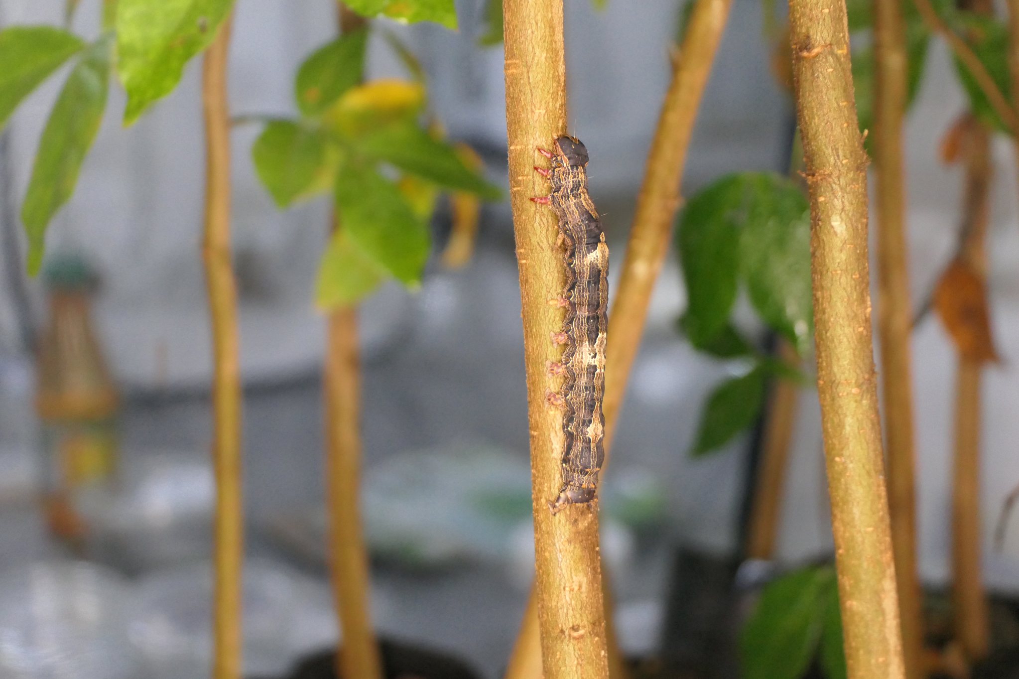 Ascalapha odorata — “Black witch moth” — “Mariposa bruxa” | Welcome ...