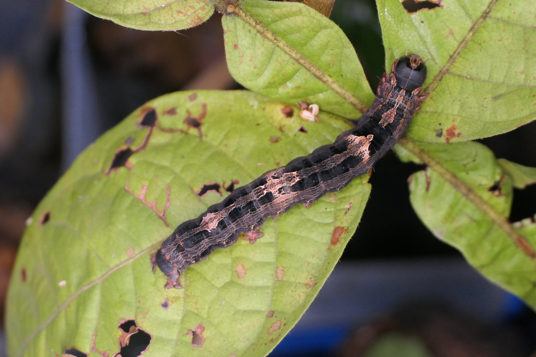 Ascalapha odorata — “Black witch moth” — “Mariposa bruxa” | Welcome ...