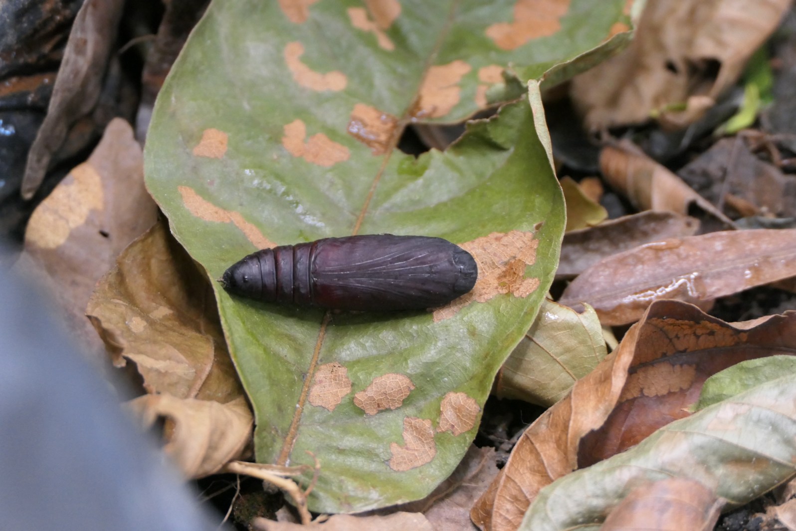 Ascalapha odorata — “Black witch moth” — “Mariposa bruxa” | Welcome ...