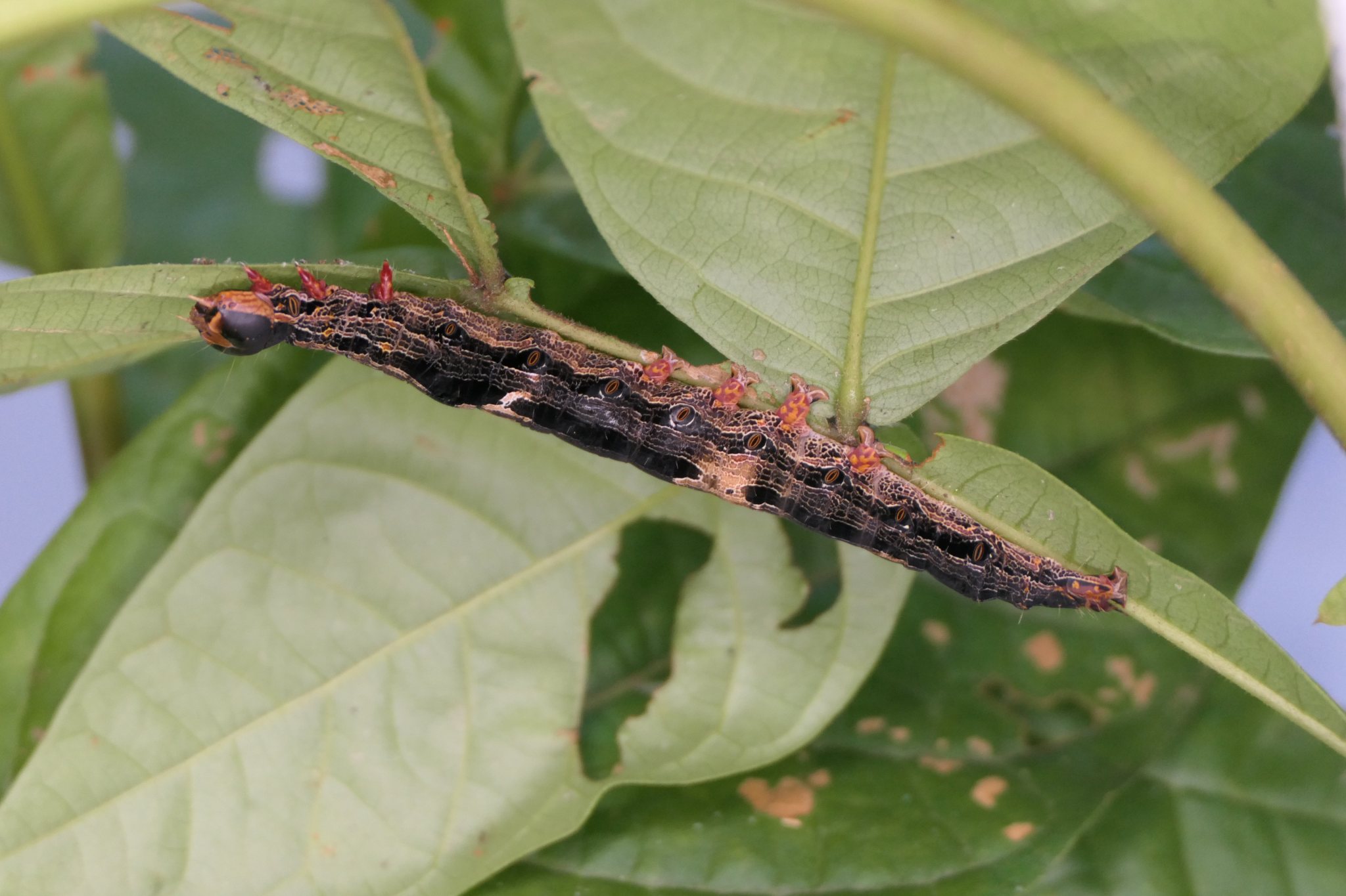 Ascalapha odorata — “Black witch moth” — “Mariposa bruxa” | Welcome ...