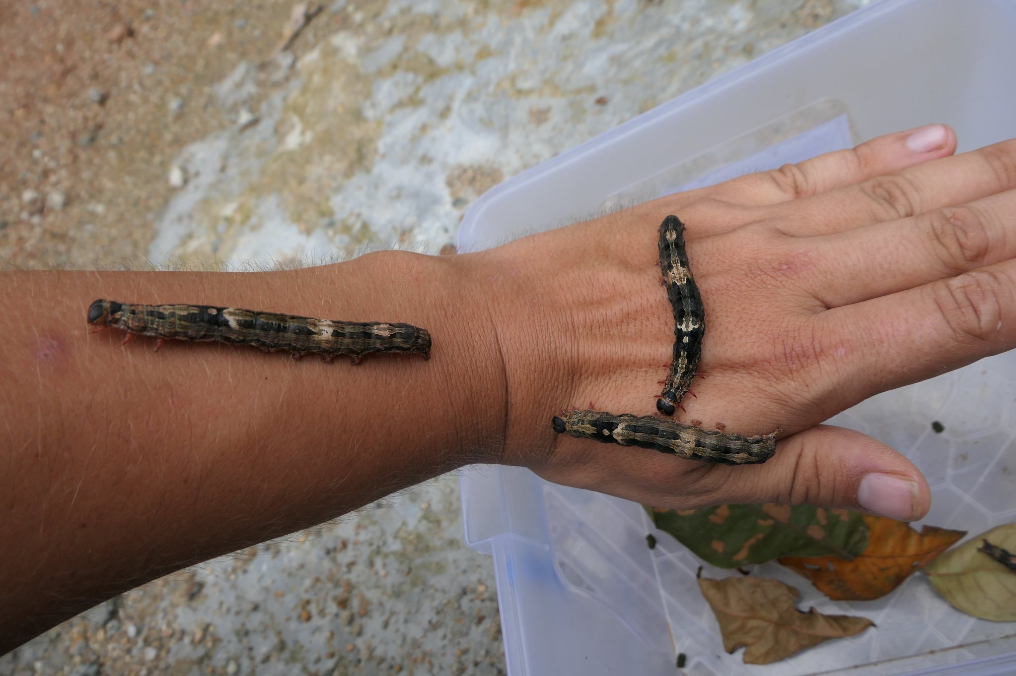 Ascalapha odorata — “Black witch moth” — “Mariposa bruxa” | Welcome ...